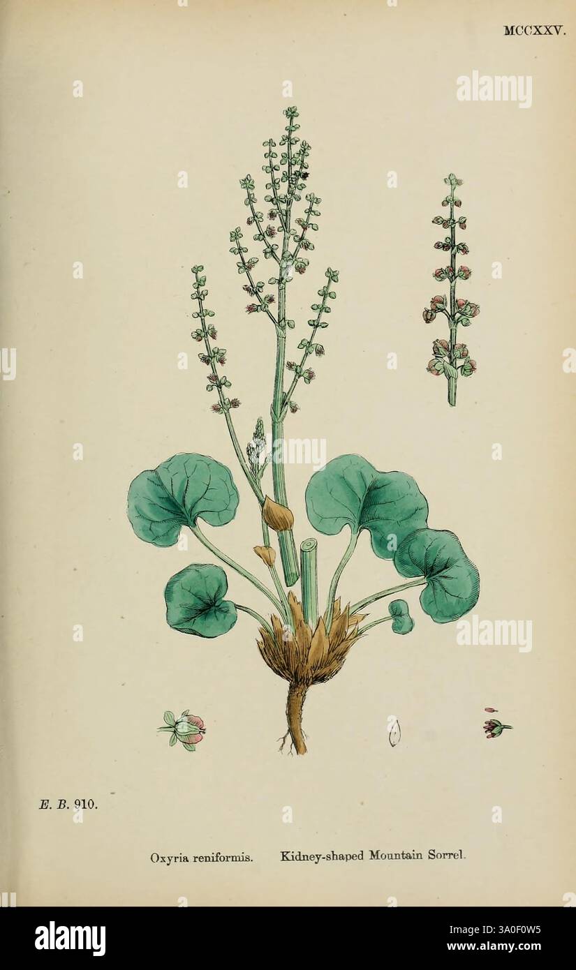 Unique kidney shaped leaves hi-res stock photography and images - Alamy