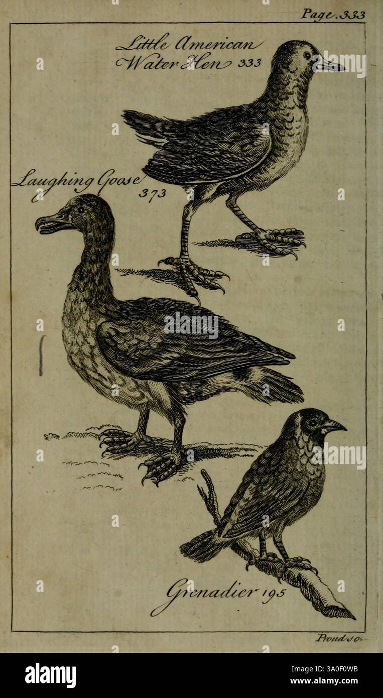 Illustration features three bird species labeled hi-res stock ...