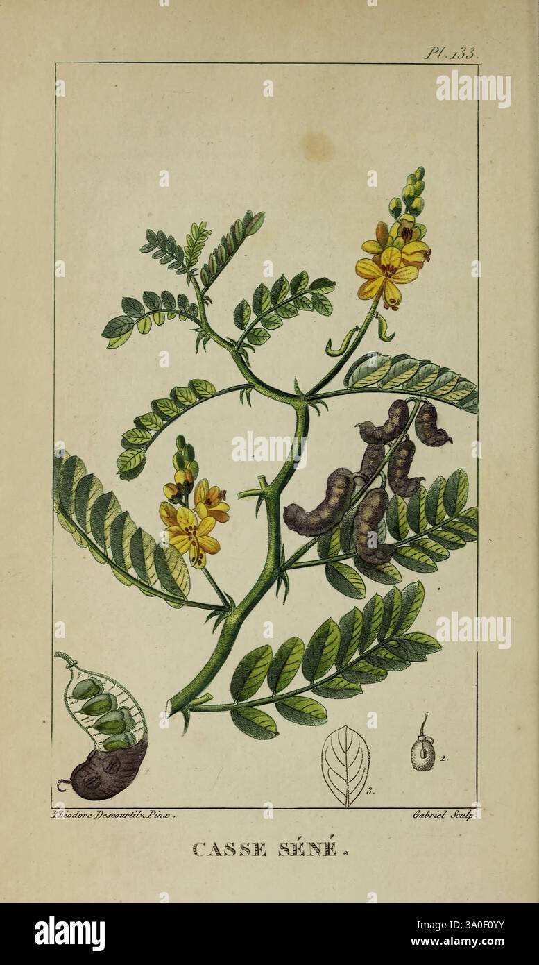 Featuring distinct leaflets hi-res stock photography and images - Alamy