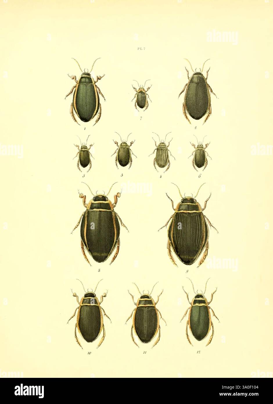 Musée entomologique illustré t.1 Paris, Rothschild, 1876-1878. beetles ...