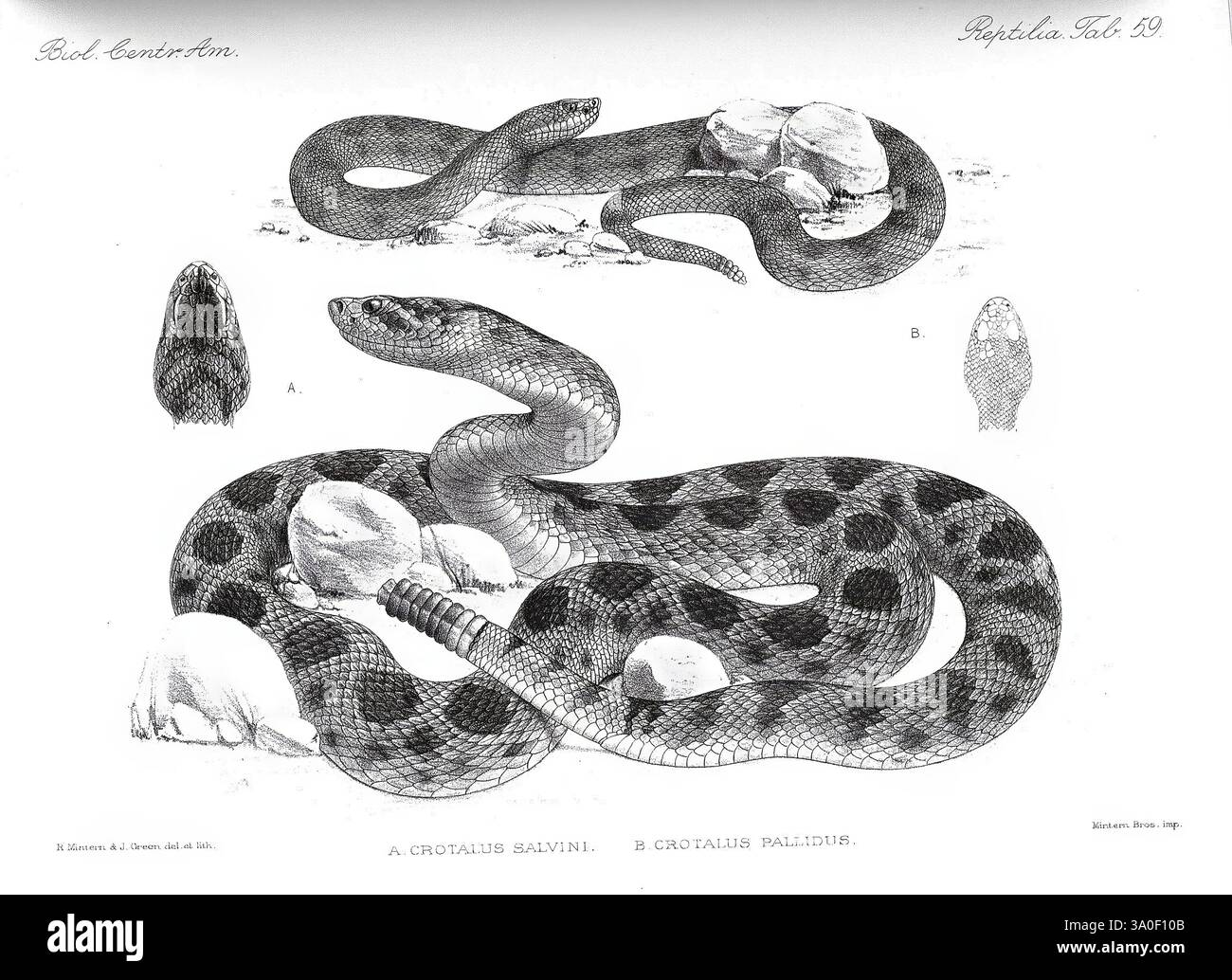 Biologia Centrali-Americana, London, 1879-1915. Archaeology, Botany ...