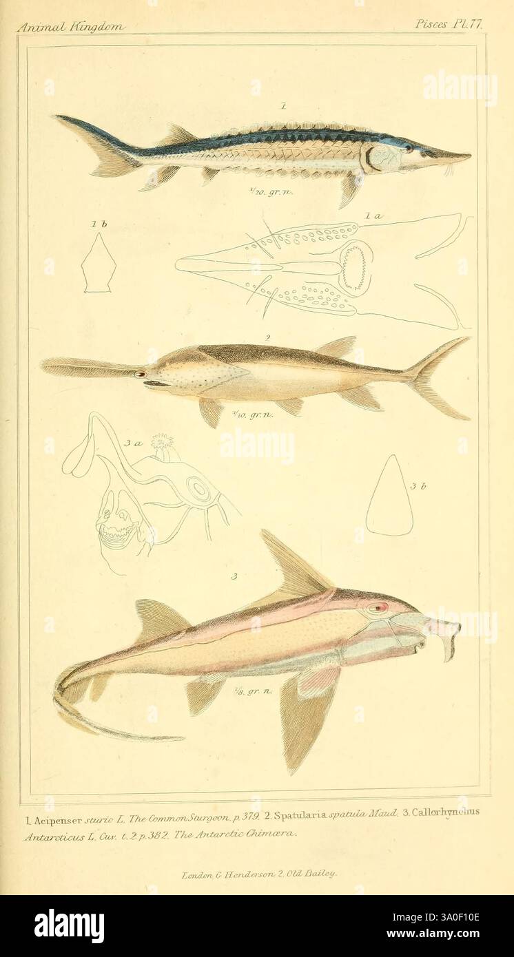 Unique adaptations of cephalopods hi-res stock photography and images ...