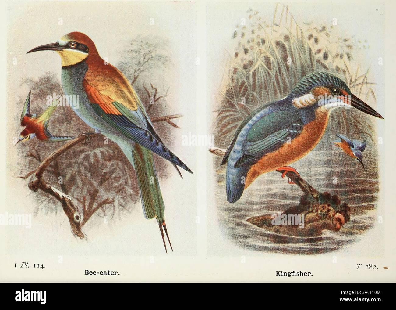 The, birds, of, the, British, Isles, and, their, eggs, London, F, Warne ...