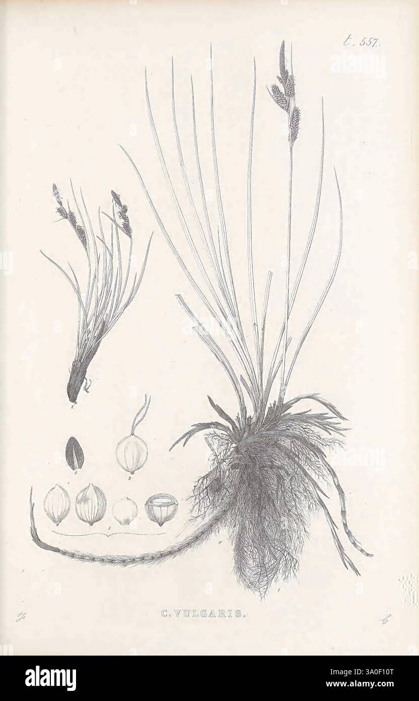 Illustrations of the genus Carex, London, William Pamplin, 1858-1867 ...