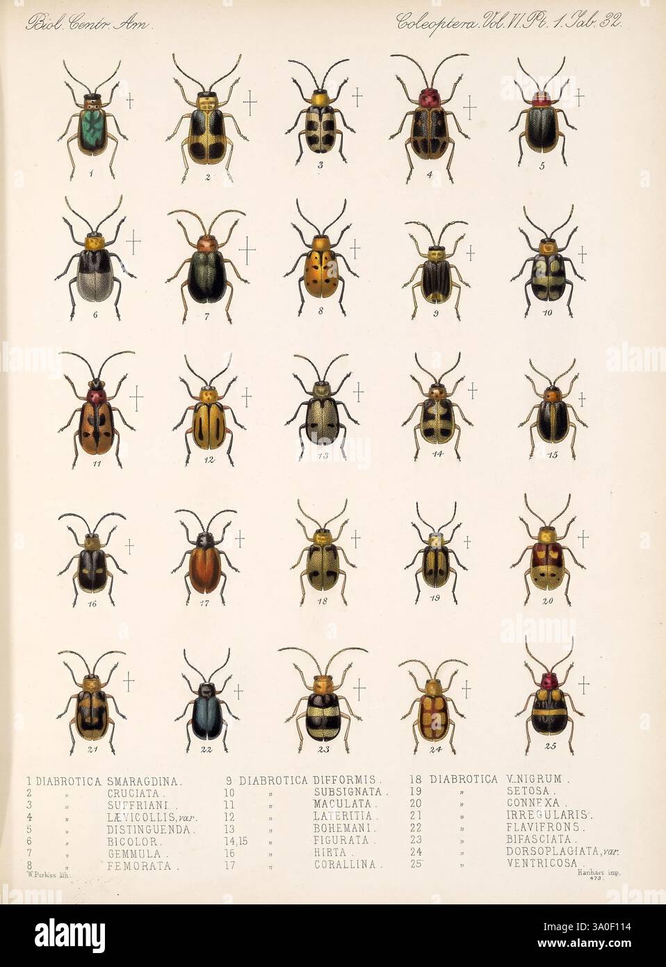 Biologia Centrali-Americana, London, 1879-1915. Archaeology, Botany ...