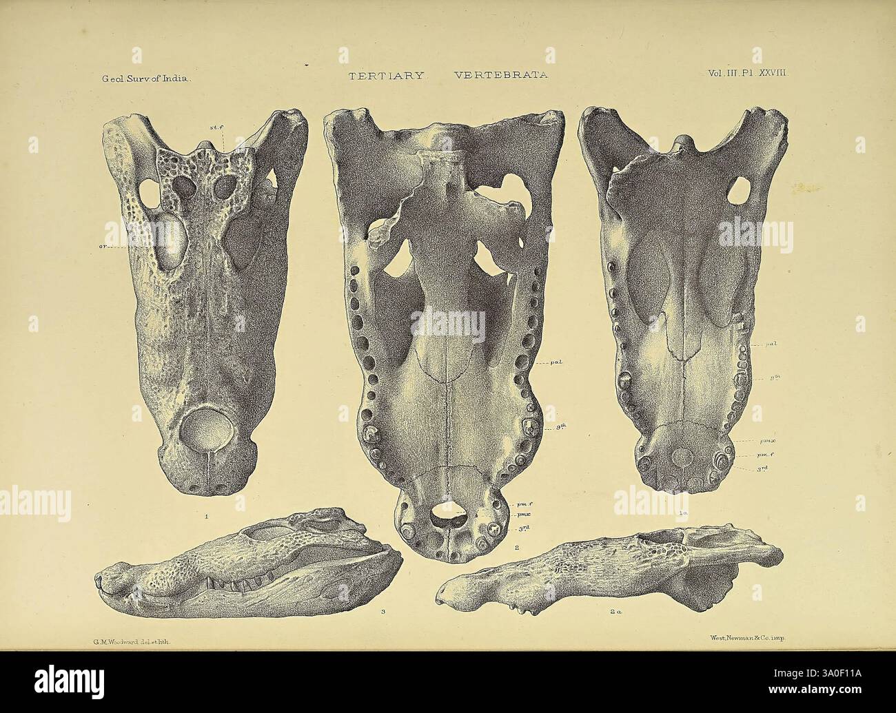 Detailed study of various skulls hi-res stock photography and images ...