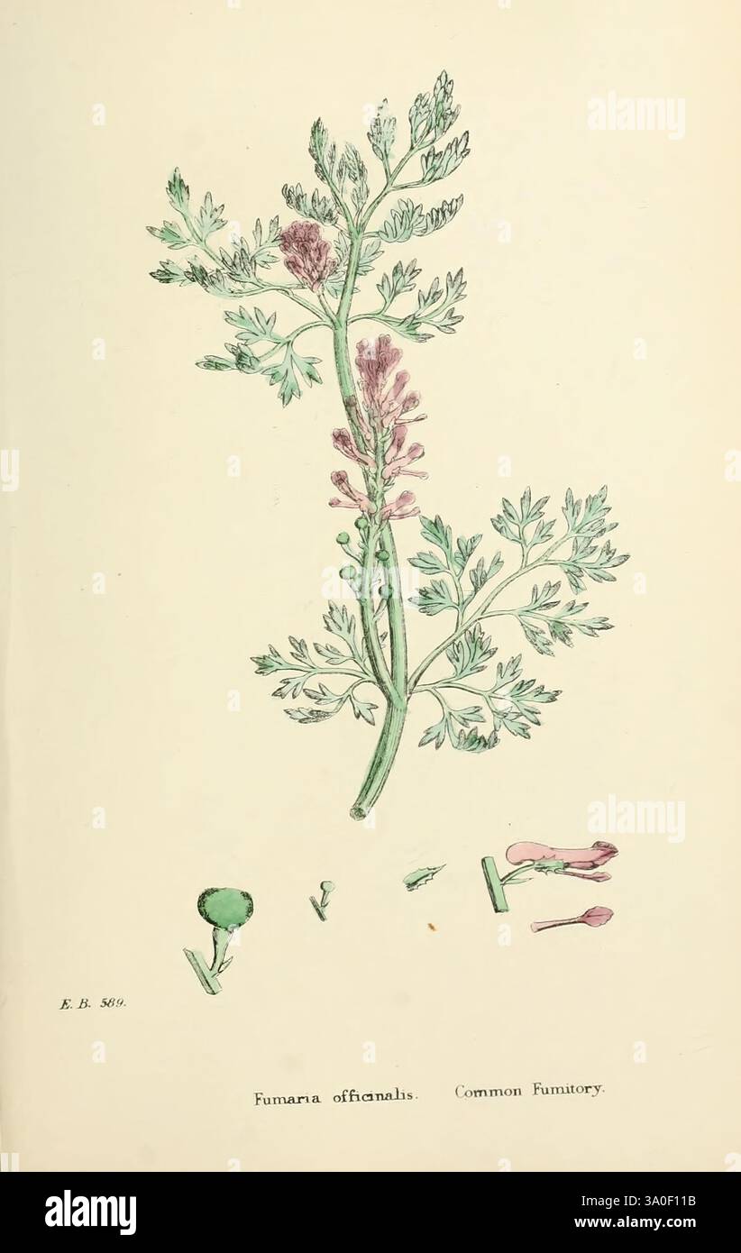 English, botany, or Coloured figures of British plants, London, R ...