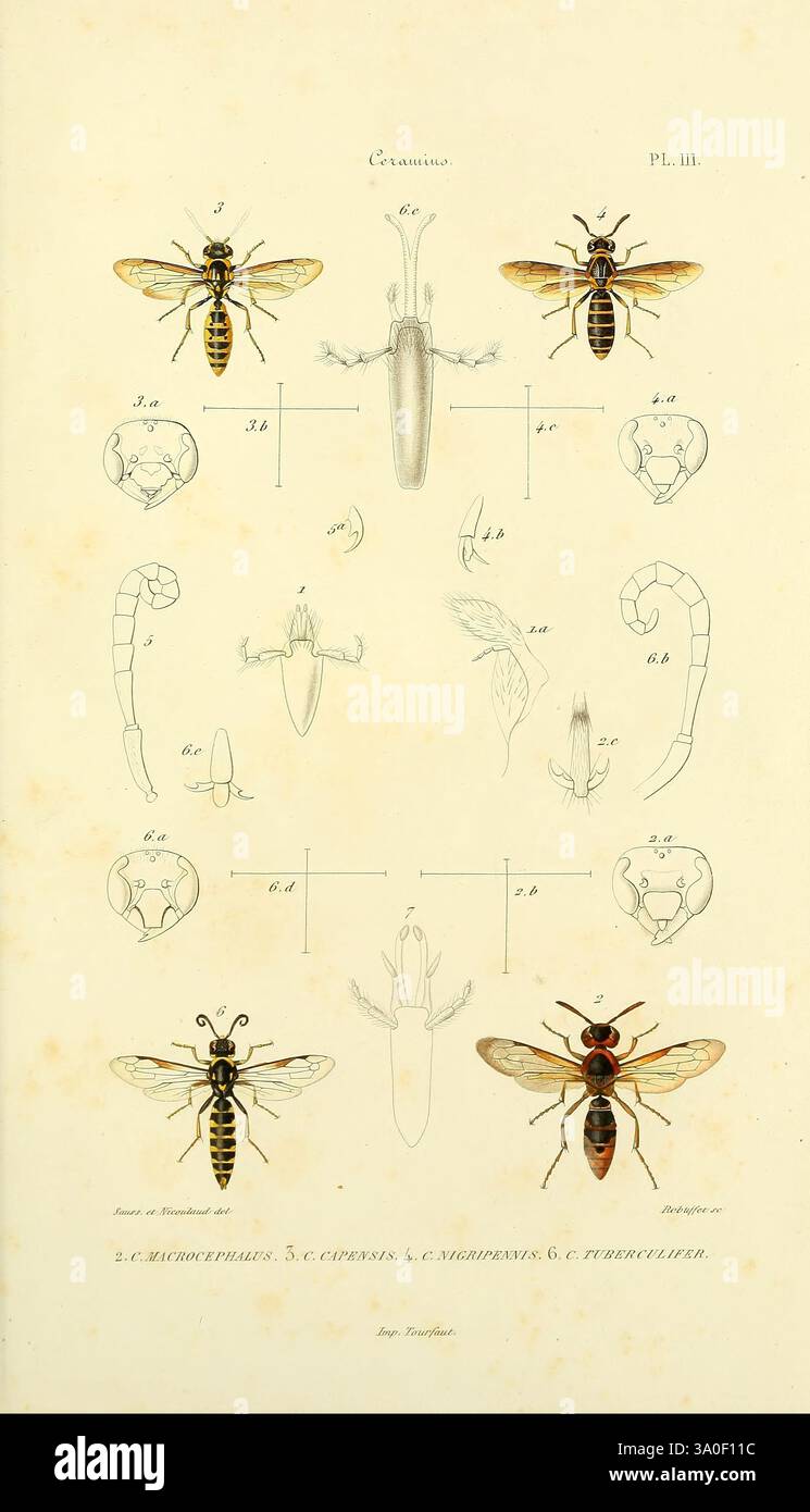 Top section showcases detailed views of two wasp species hi-res stock ...