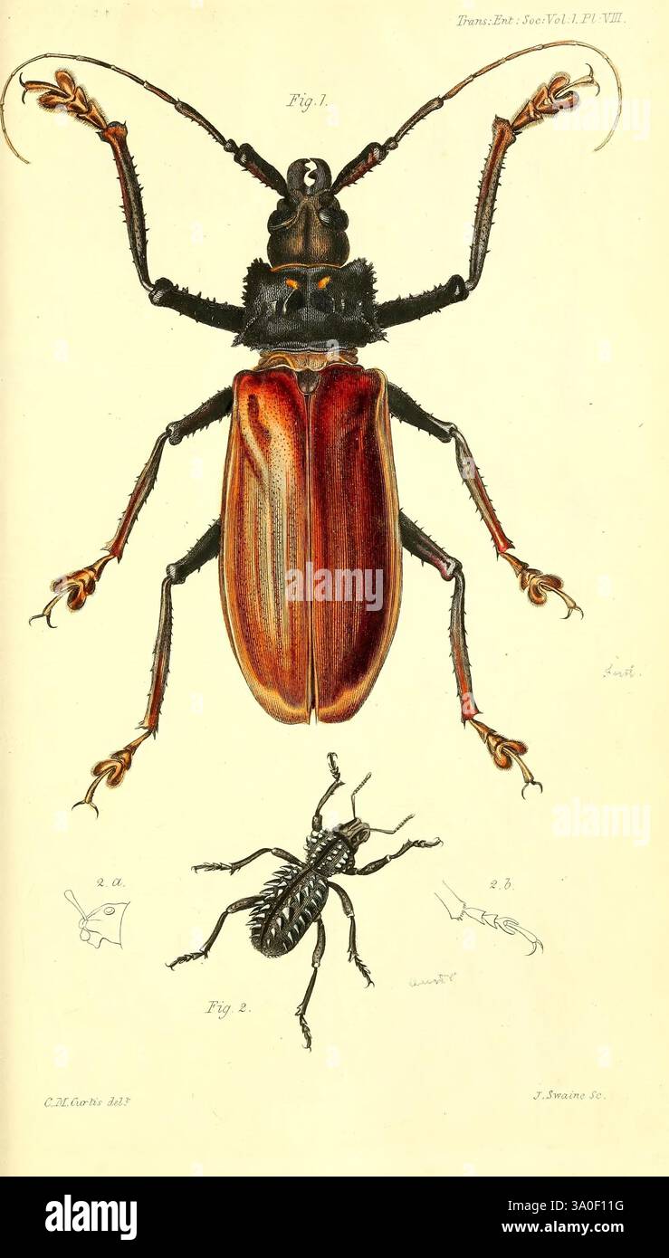 Transactions of the Entomological Society of London, London, The ...