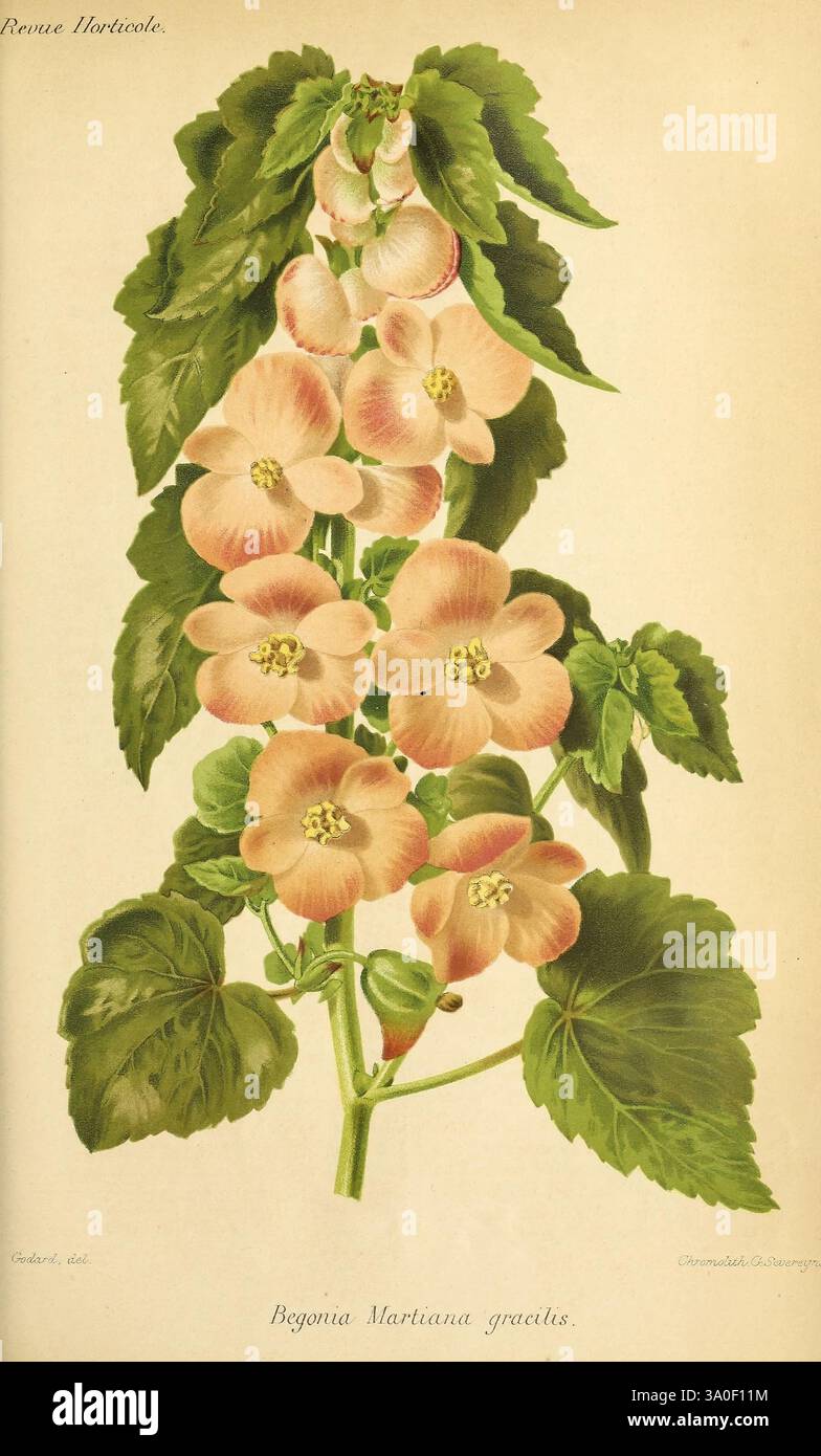 Beautifully illustrated depiction of begonia martiana gracilis hi-res ...