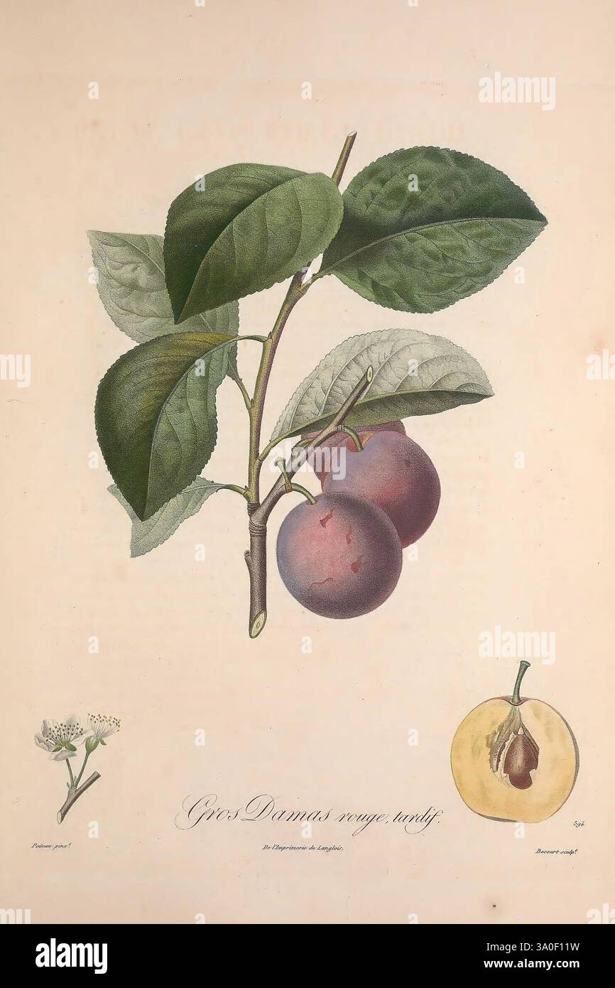 Pomologie française, Paris, Langlois et Leclercq, 1846, arbres ...