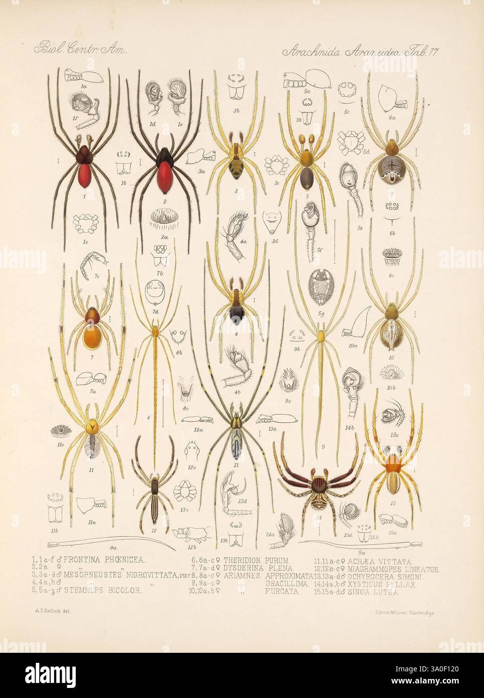 Detailed collection of various spider species hi-res stock photography ...