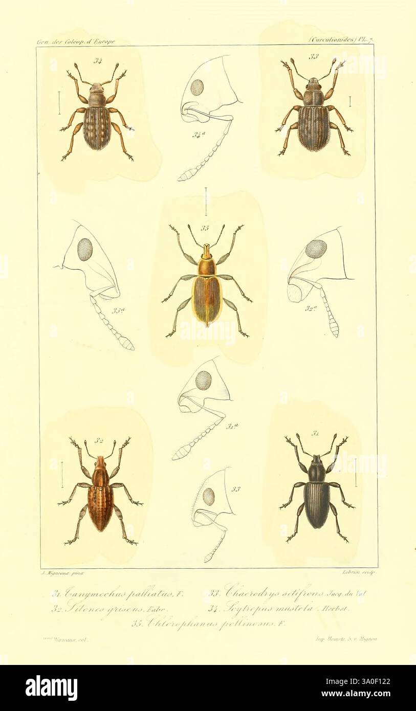 Bottom row presents different stages hi-res stock photography and ...