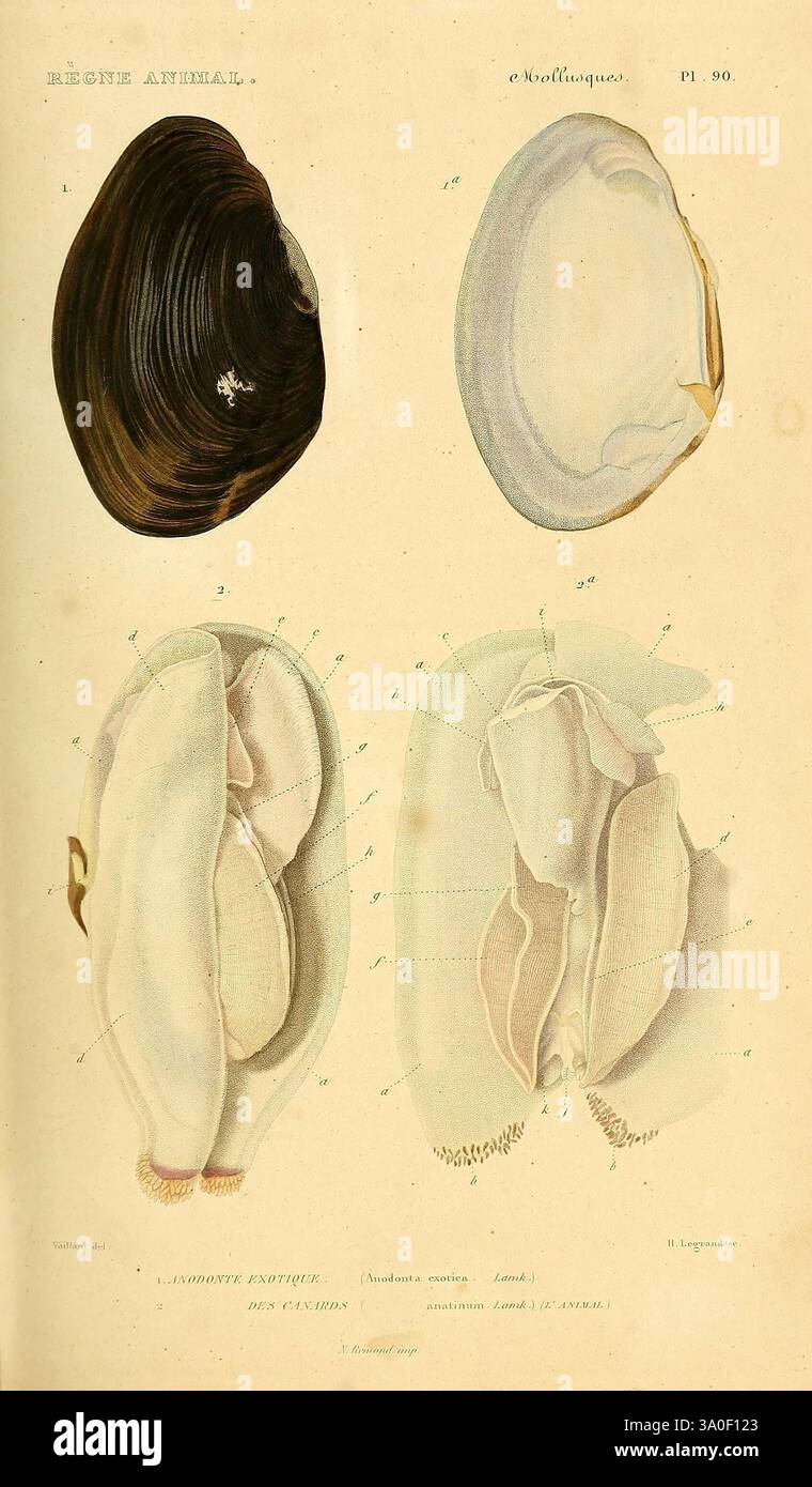 Les mollusques Paris Fortin Masson et cie 1836-1845 Classification ...