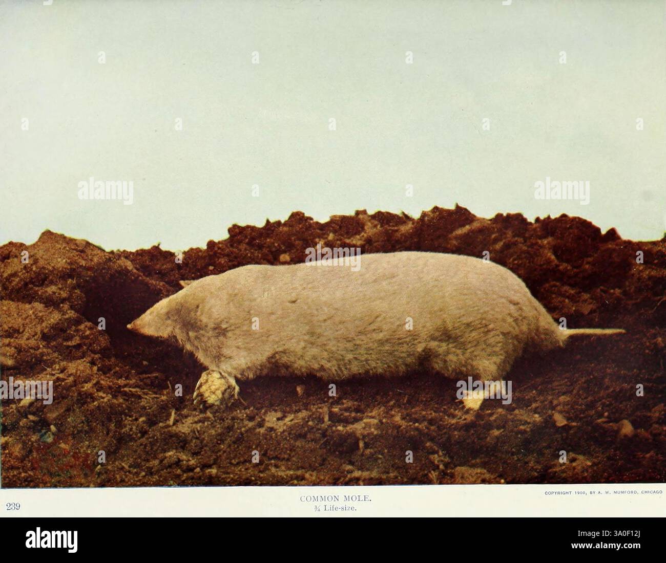 Active role in tunneling hi-res stock photography and images - Alamy