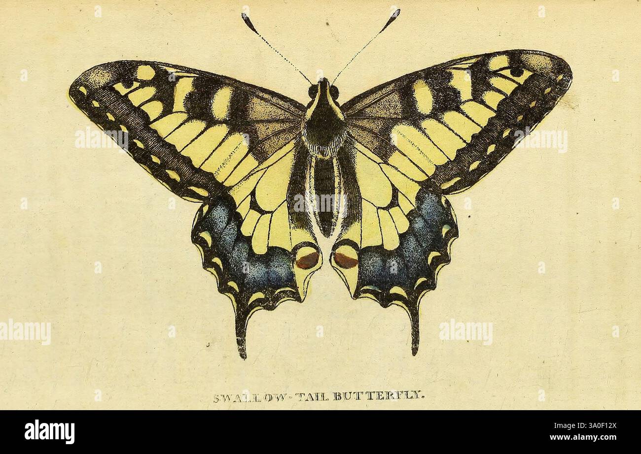 The Naturalist's Pocket Magazine or compleat cabinet of the curiosities ...