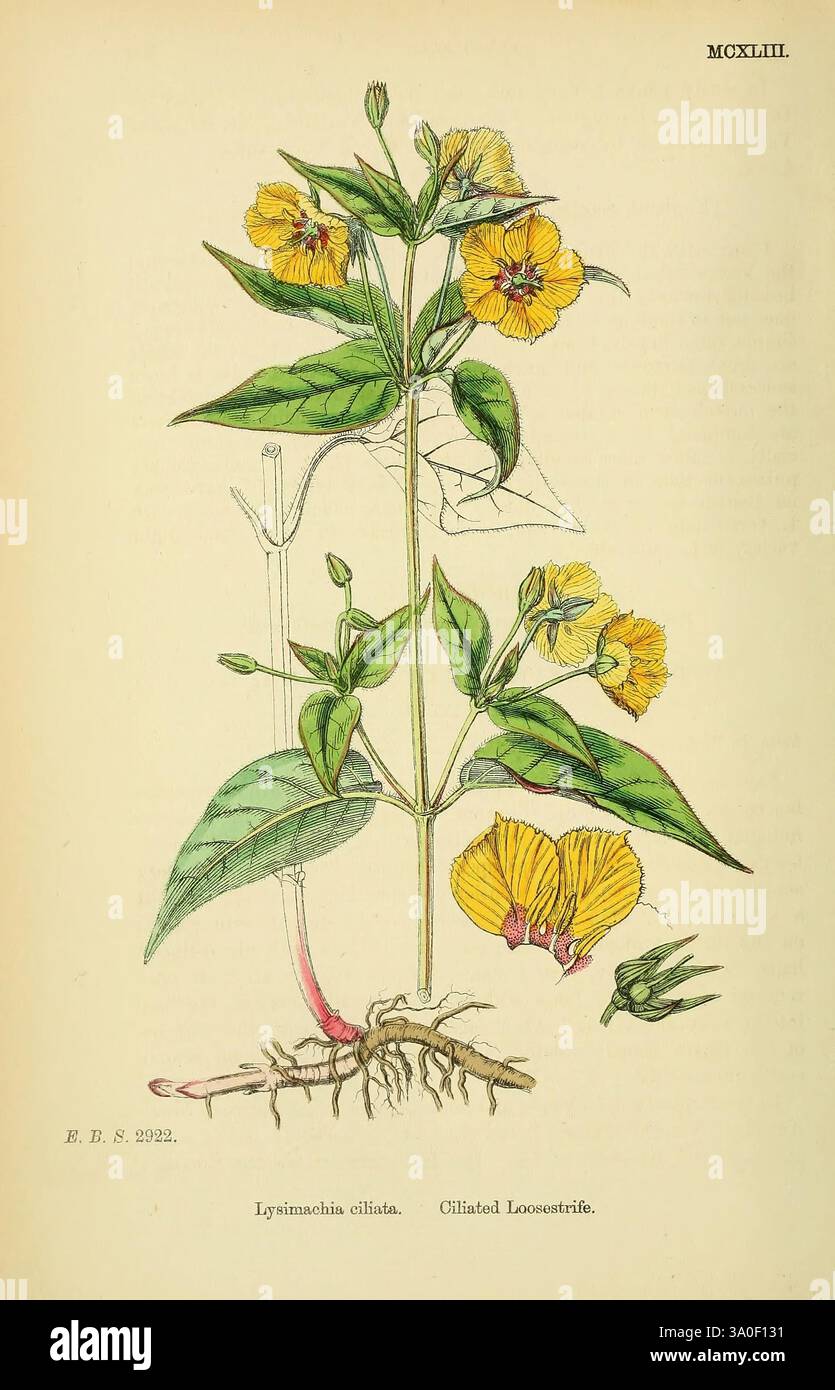 Ciliate loosestrife hi-res stock photography and images - Alamy