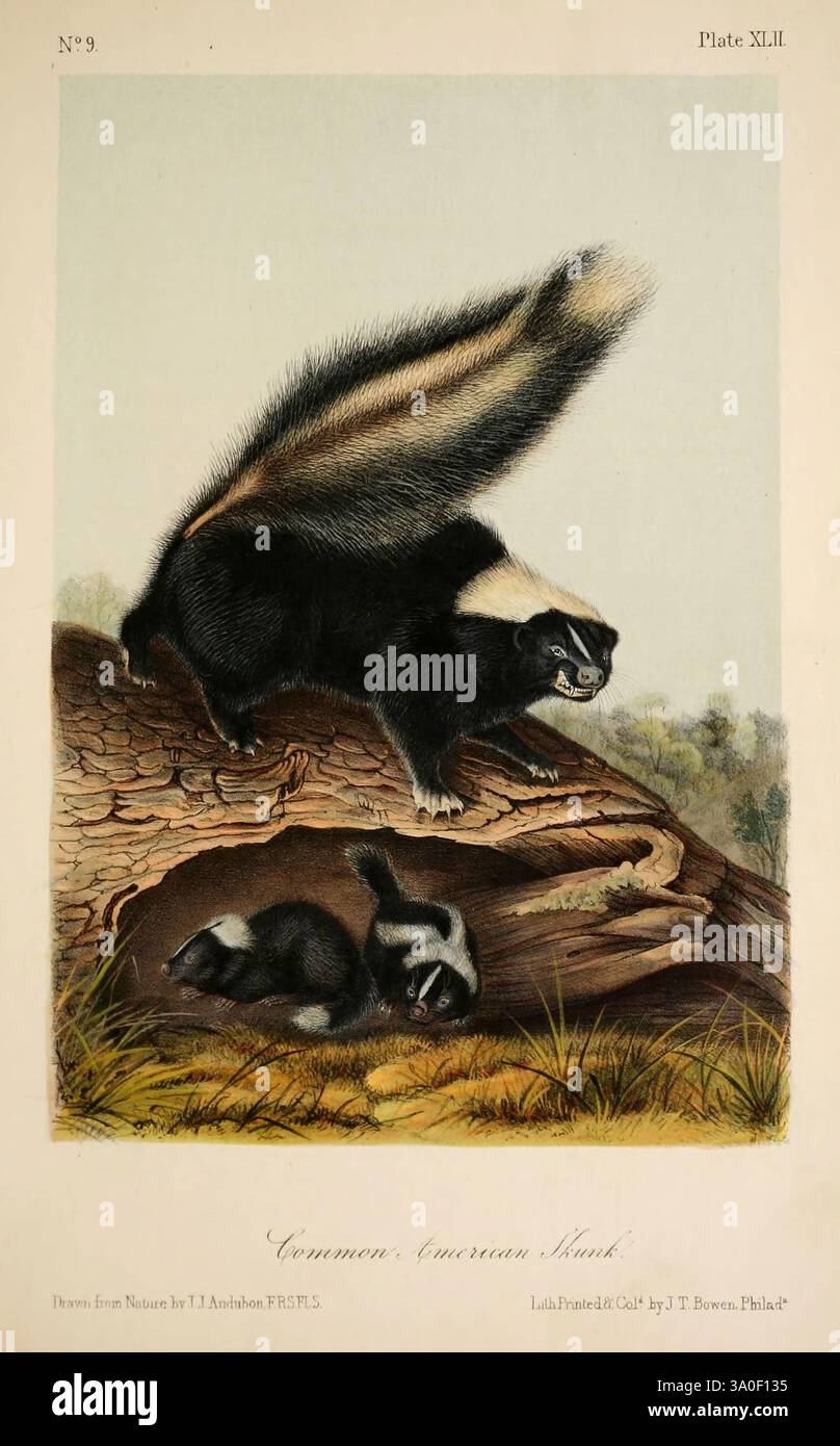 The quadrupeds of North America, v.1. New York, V.G. Audubon, 1851-54 ...