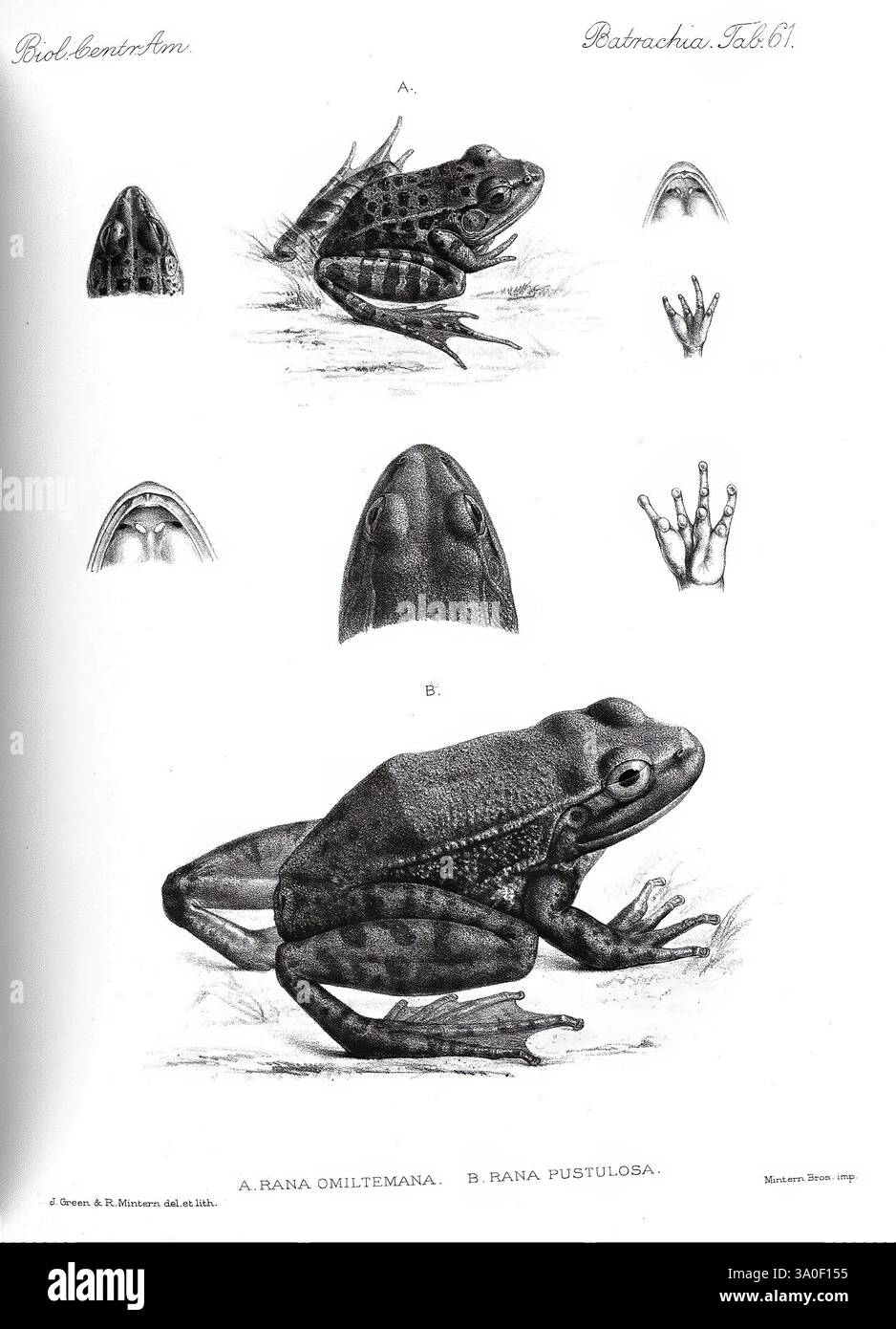 Frogs foot structure hi-res stock photography and images - Alamy