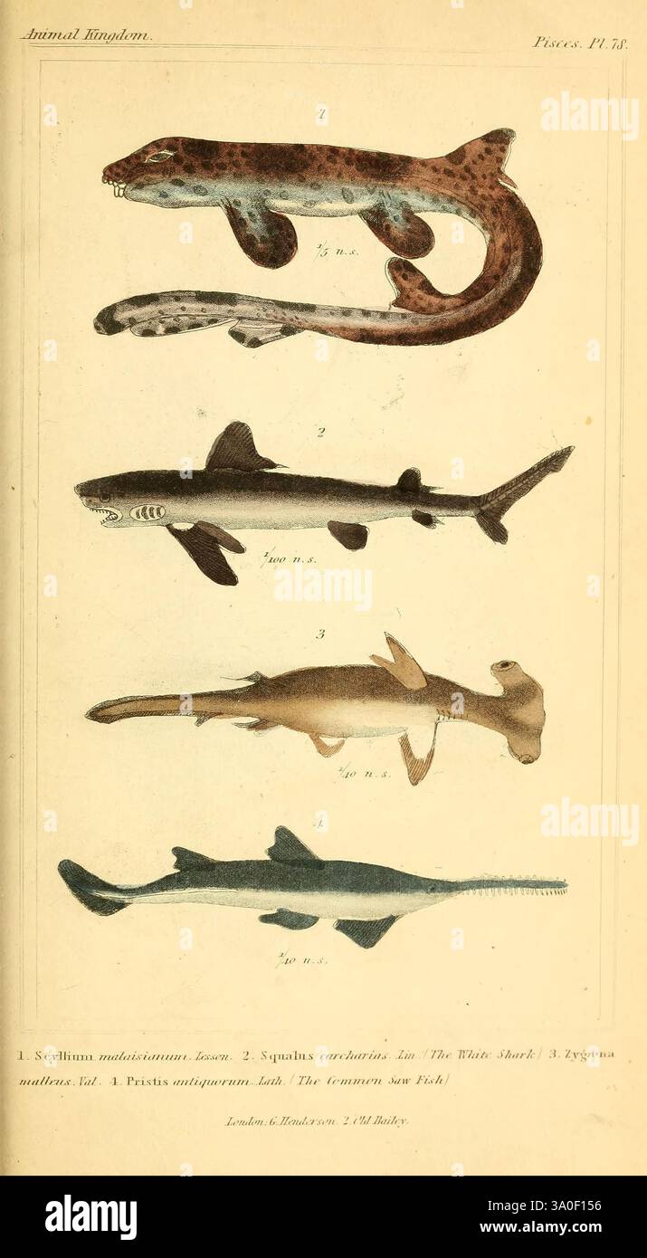 Series of different shark species hi-res stock photography and images ...