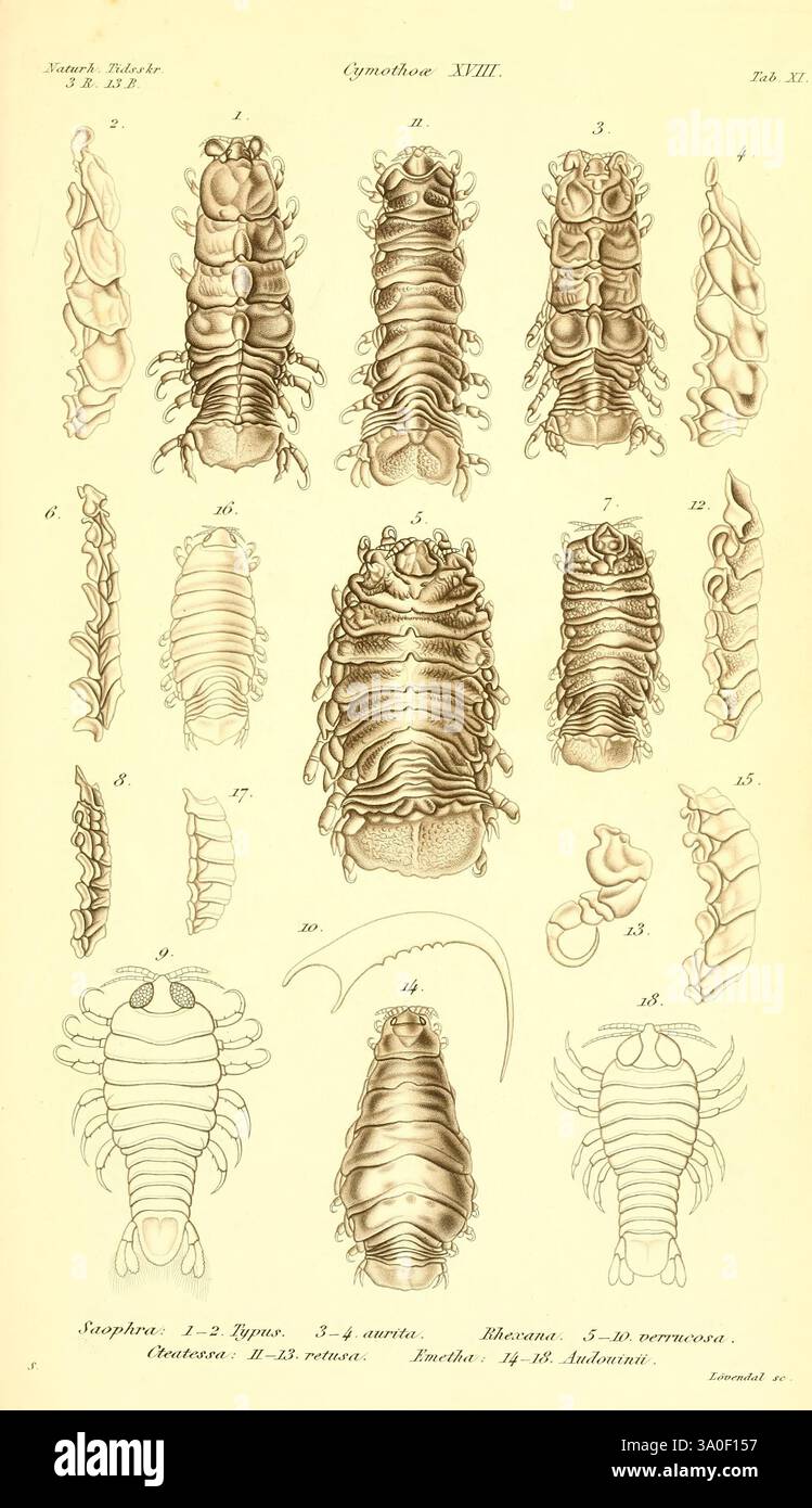 Various species of marine polychaete worms hi-res stock photography and ...