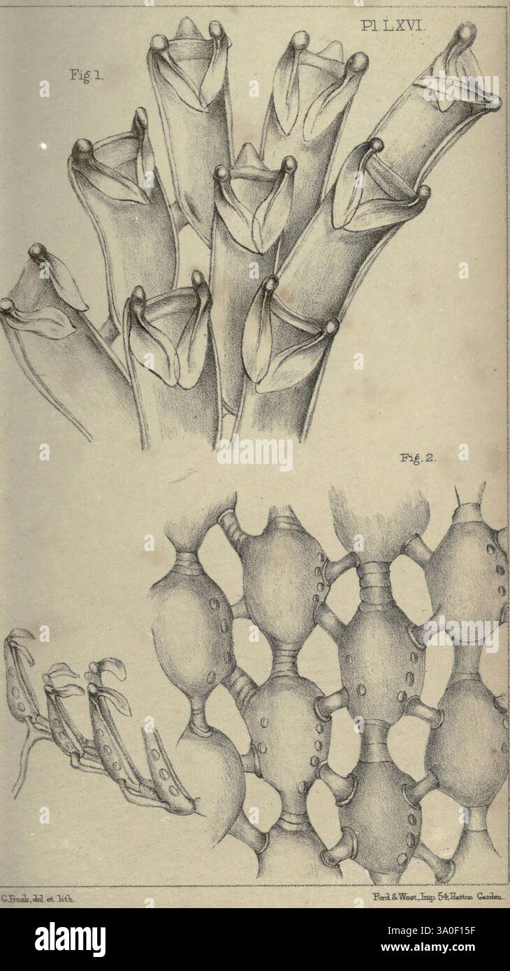 Morphology of various plant forms hi-res stock photography and images ...