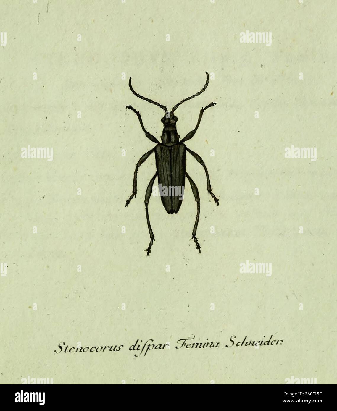 Fauna insectorum germanicae initia hi-res stock photography and images ...