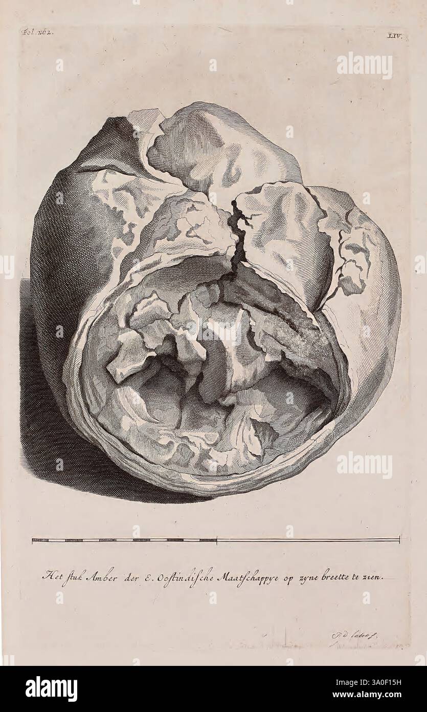 D'Amboinsche Rariteitkamer, T'Amsterdam, Gedrukt by François Halma ...