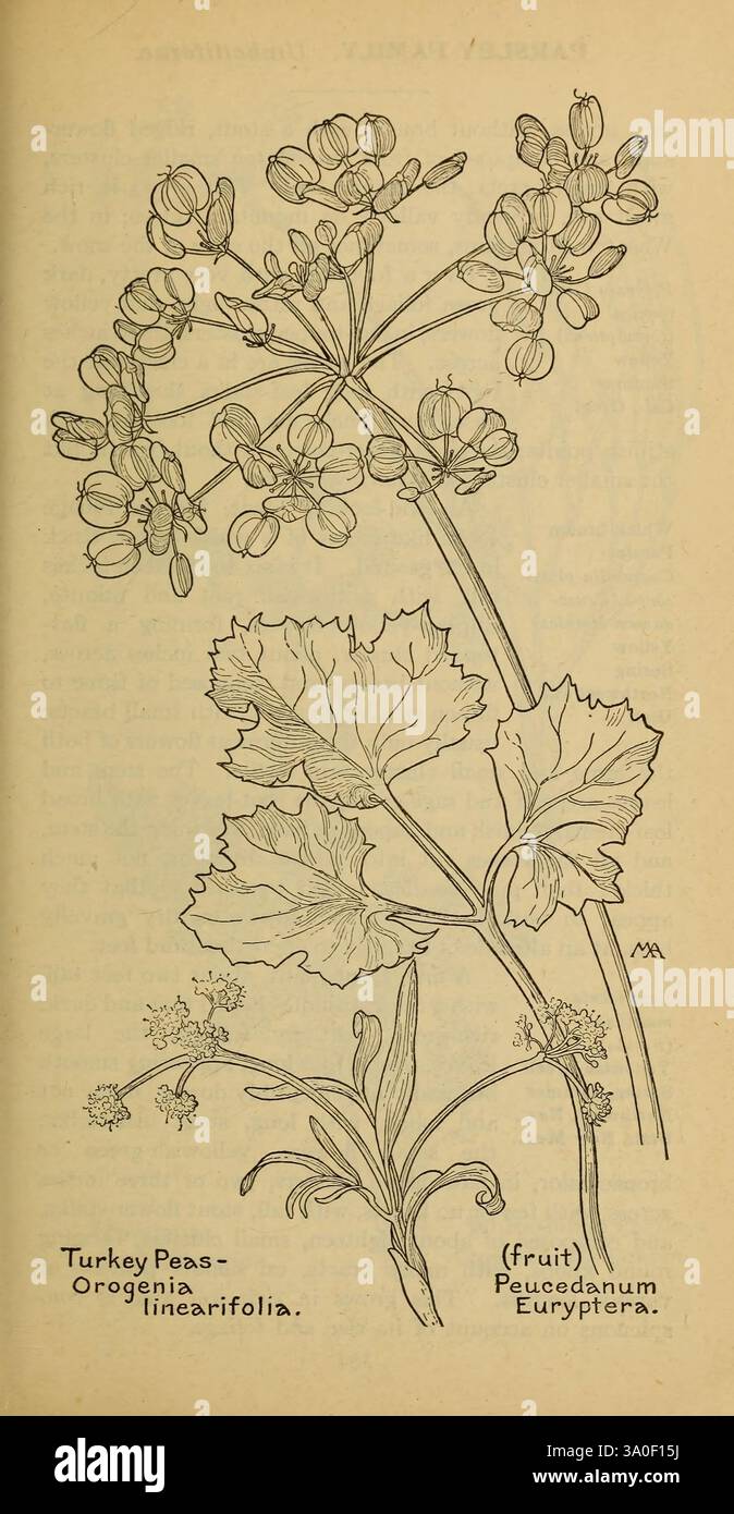 Field Book of Western Wild Flowers, New York, 1915, identification ...