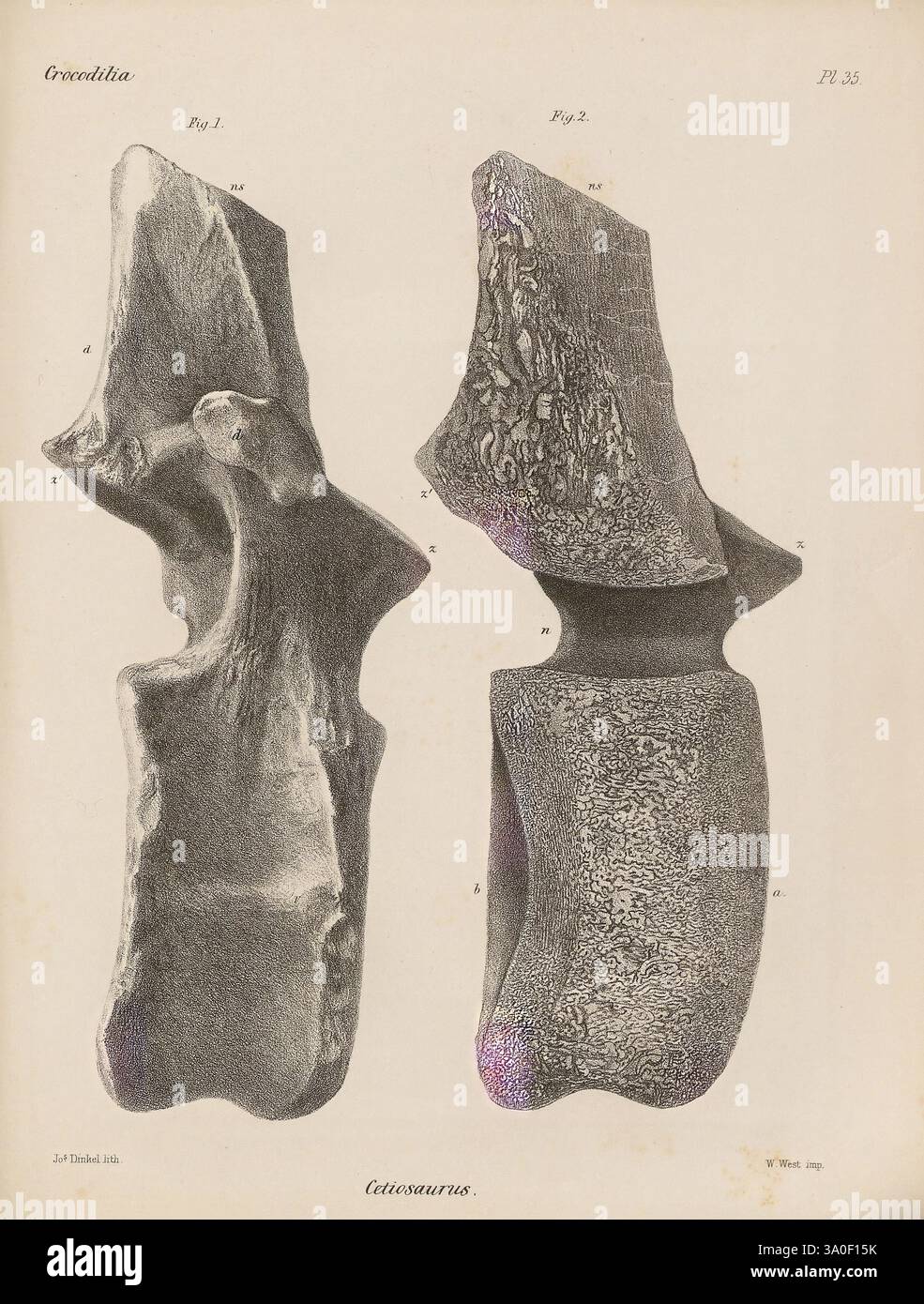 Bone specimens labeled hi-res stock photography and images - Alamy