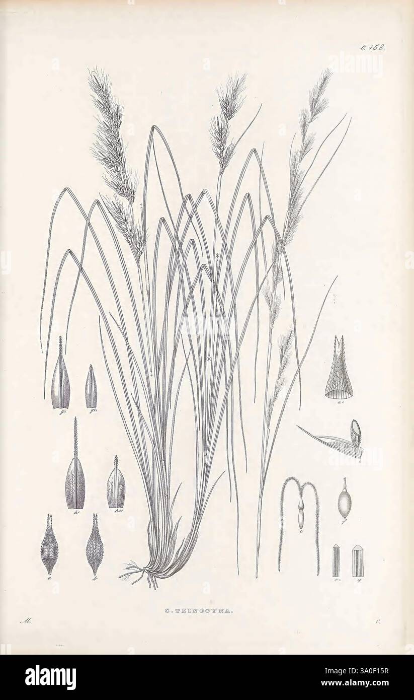 Illustrations of the genus Carex, London, William Pamplin, 1858-1867 ...