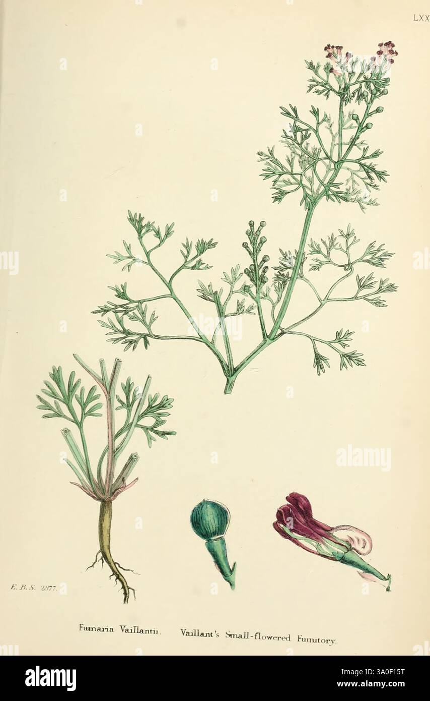 English, botany, Coloured, figures, British, plants, London, R ...