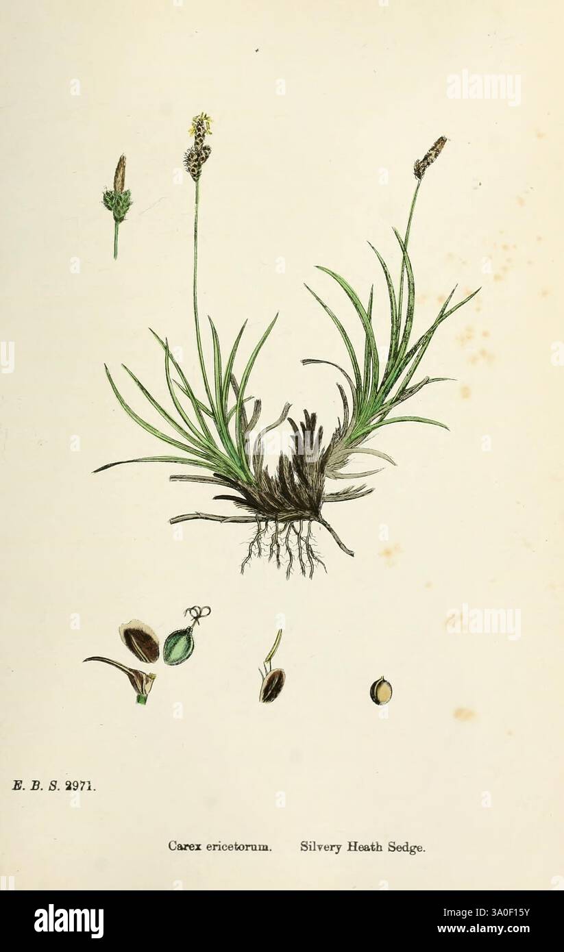 Prominent flowering spikes rise hi-res stock photography and images - Alamy