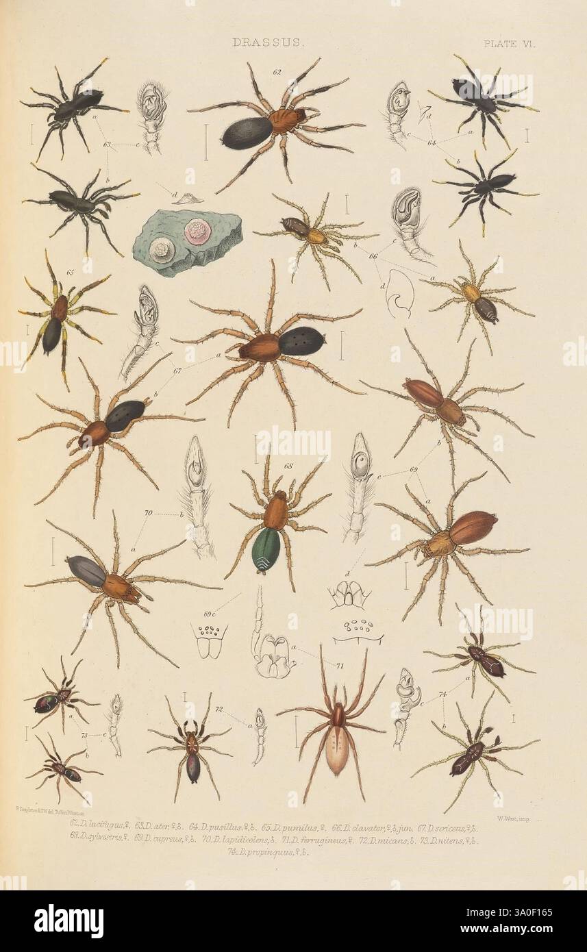 Various spider specimens hi-res stock photography and images - Alamy