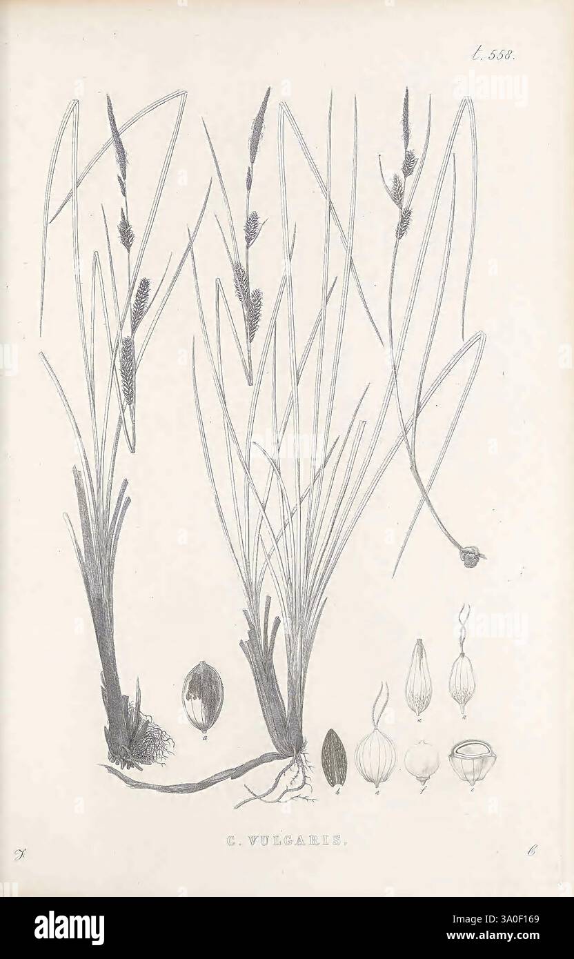 Illustrations of the genus Carex, London, William Pamplin, 1858-1867 ...