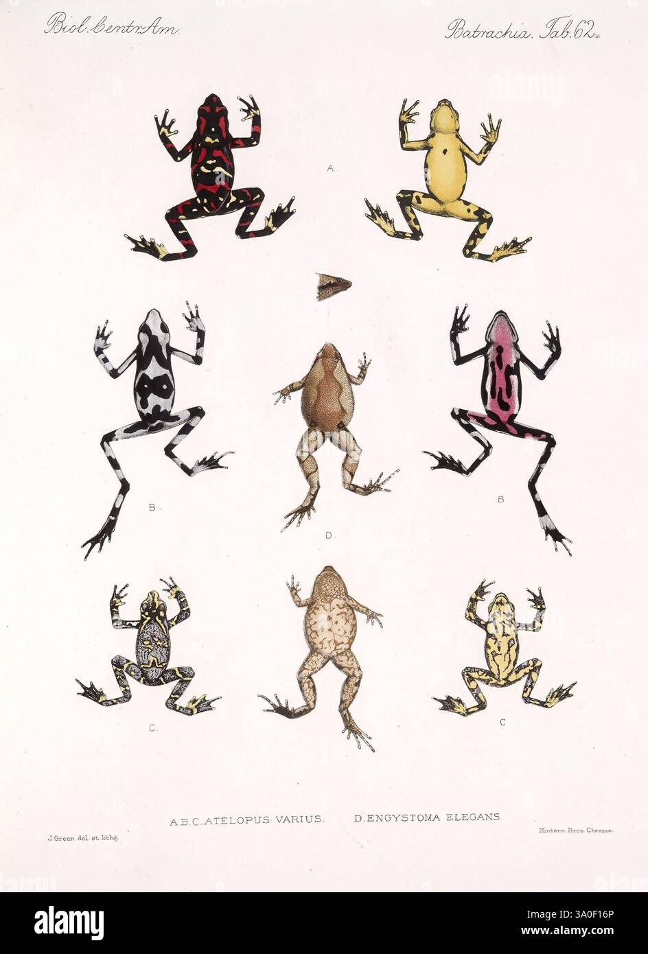 Biologia Centrali-Americana, London, 1879-1915. Archaeology, Botany ...