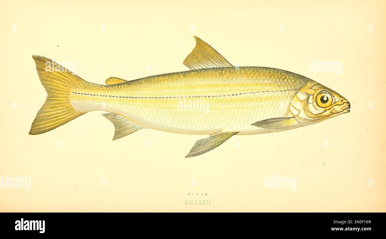 Lateral lines run hi-res stock photography and images - Alamy