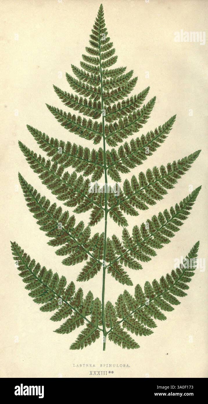 Leaf shapes in rich greens hi-res stock photography and images - Alamy