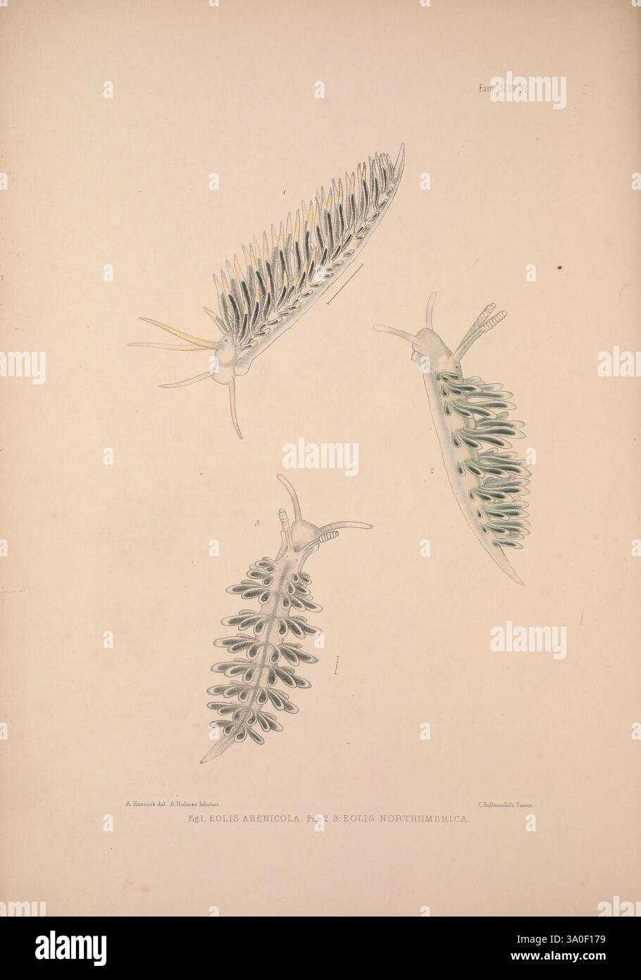 Somewhat spiky appearance hi-res stock photography and images - Alamy