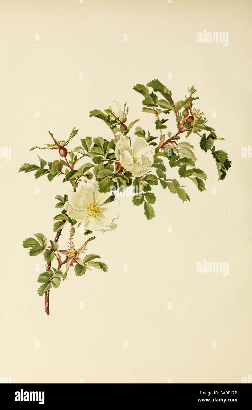 The, genus, rosa, London, John, Murray, 1914, roses, botany, rosa, A ...
