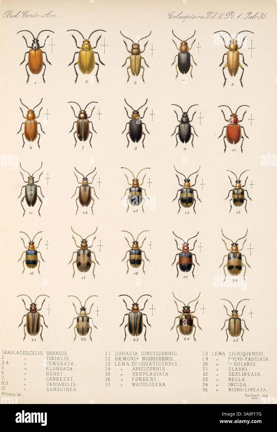 Detailed array of beetle illustrations hi-res stock photography and ...
