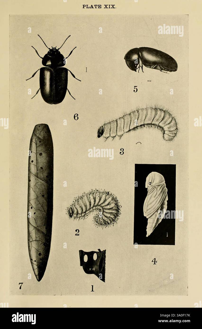 Segmented pupal form showcases hi-res stock photography and images - Alamy
