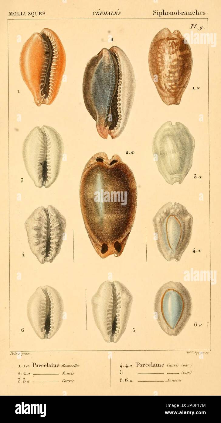 Top row displays several elongated hi-res stock photography and images ...