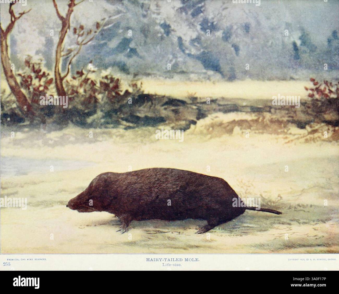 Nature, Neighbors, v.5, Chicago, American Audubon Association, [c1914 ...