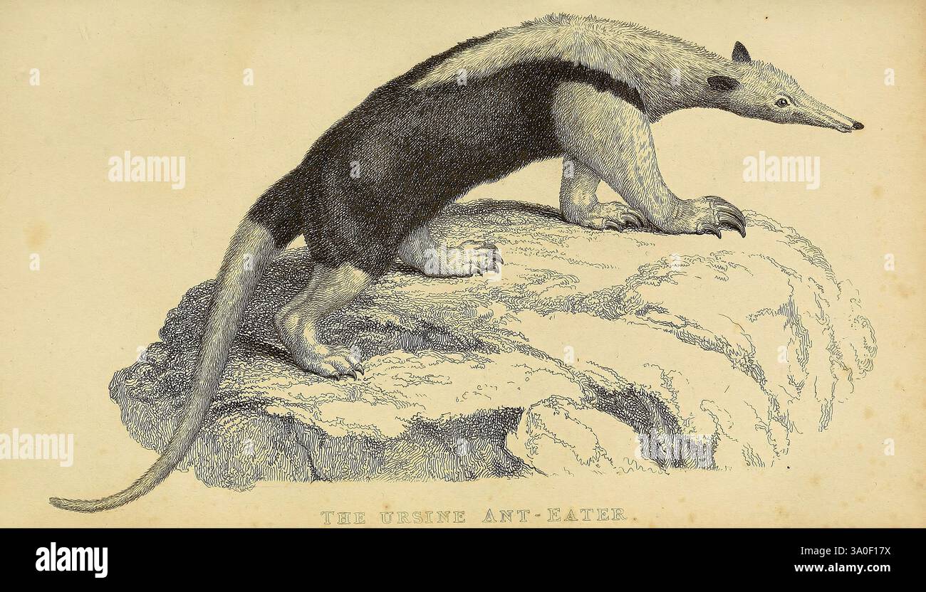 The class Mammalia, London, Printed for Geo. B. Whittaker, 1827 ...