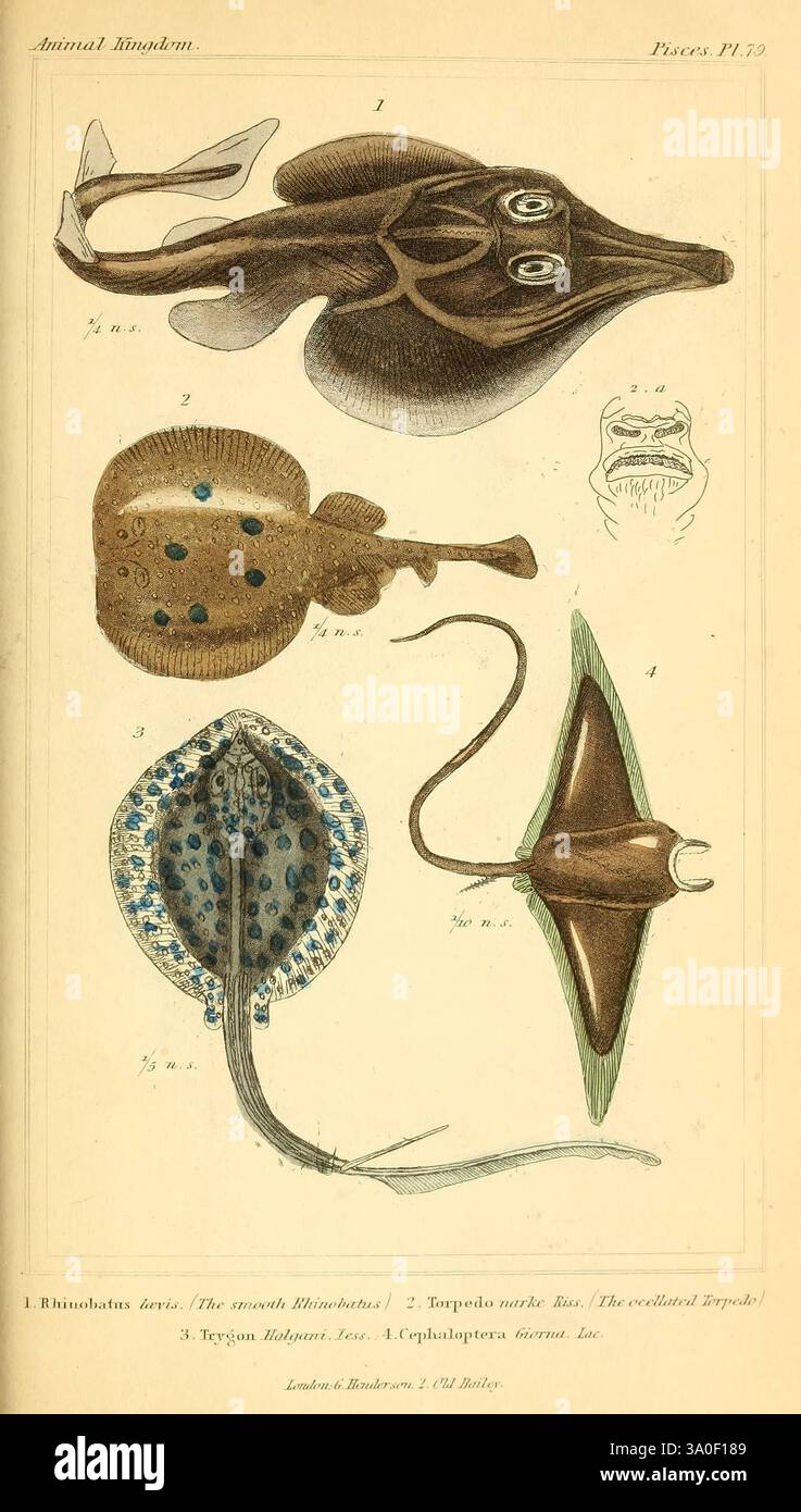 The animal kingdom Arranged according to its organization Serving as a ...