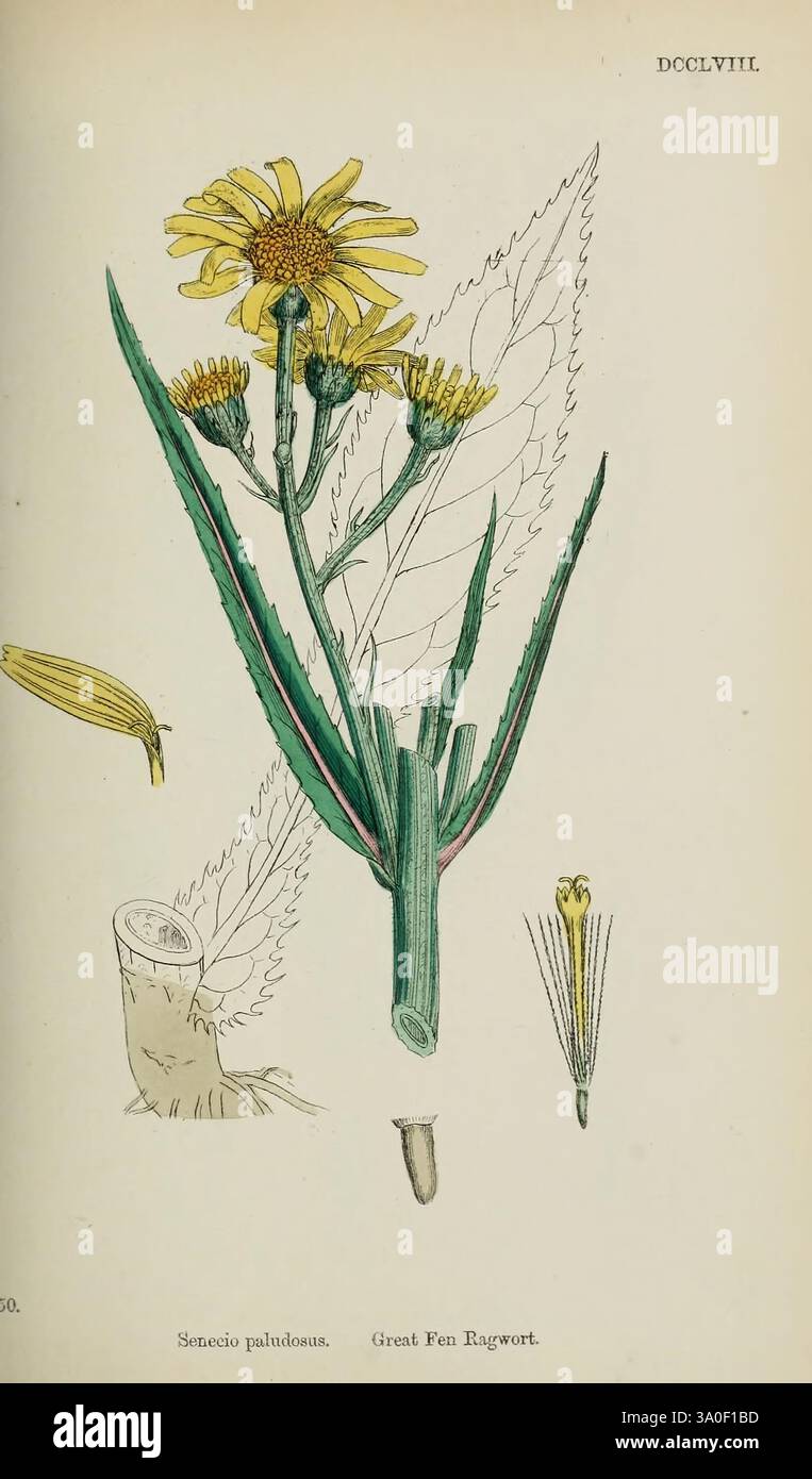 English botany, or Coloured Figures of British Plants, London, R ...