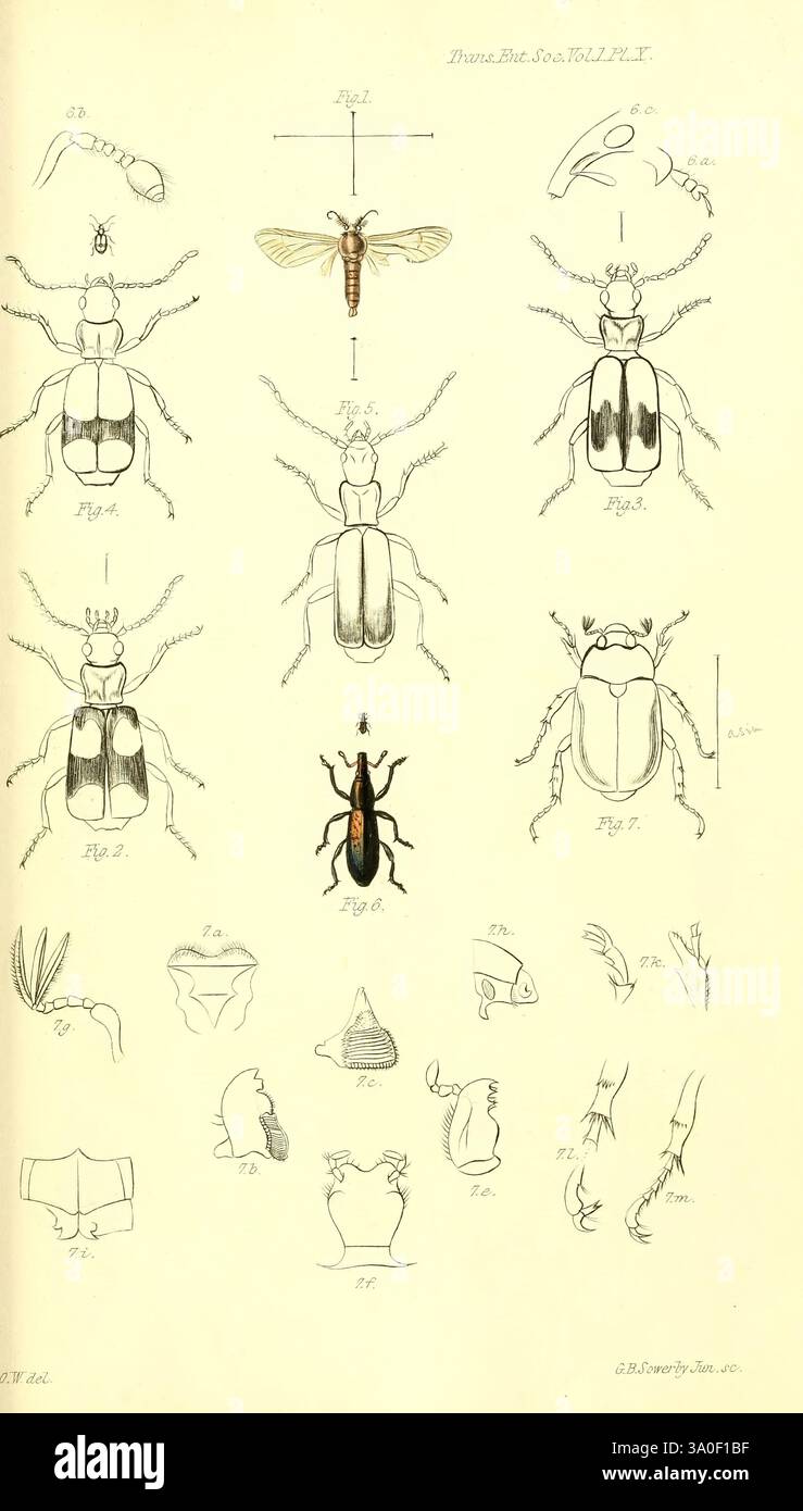 Featuring various types of beetles hi-res stock photography and images ...