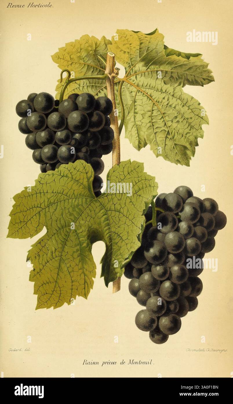 Raisin noir de montreal hi-res stock photography and images - Alamy