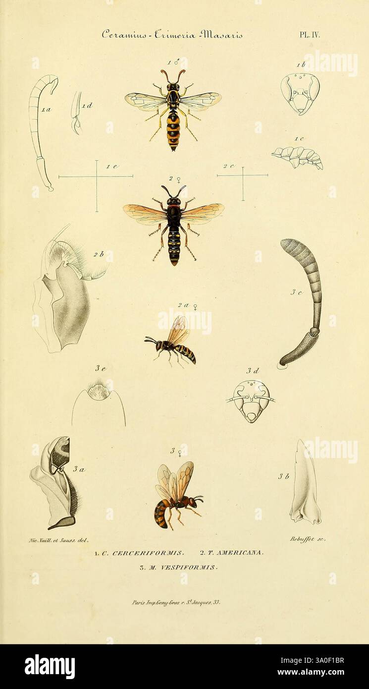 Études sur la famille des Vespidae Paris V. Masson 1852-1858 Eumenes ...
